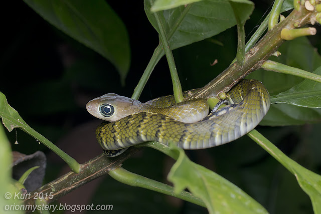 Ular Asli Indonesia: Ular King Koros (Ptyas carinata)