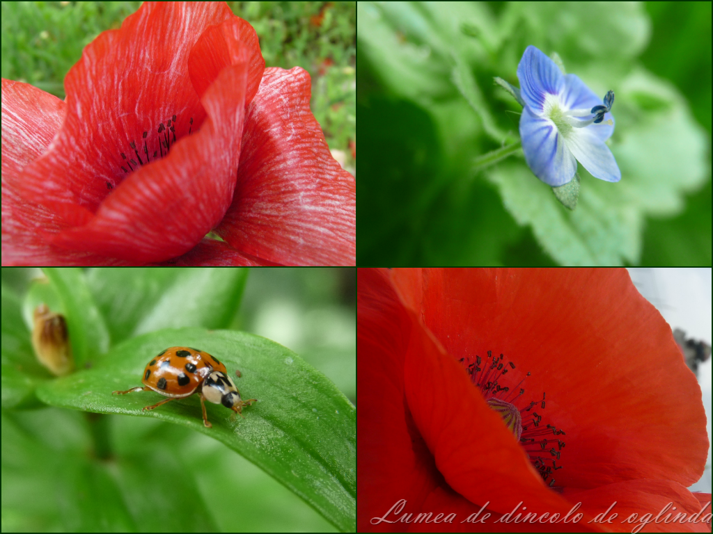 Lumea de dincolo de oglinda: Maci si flori de camp....