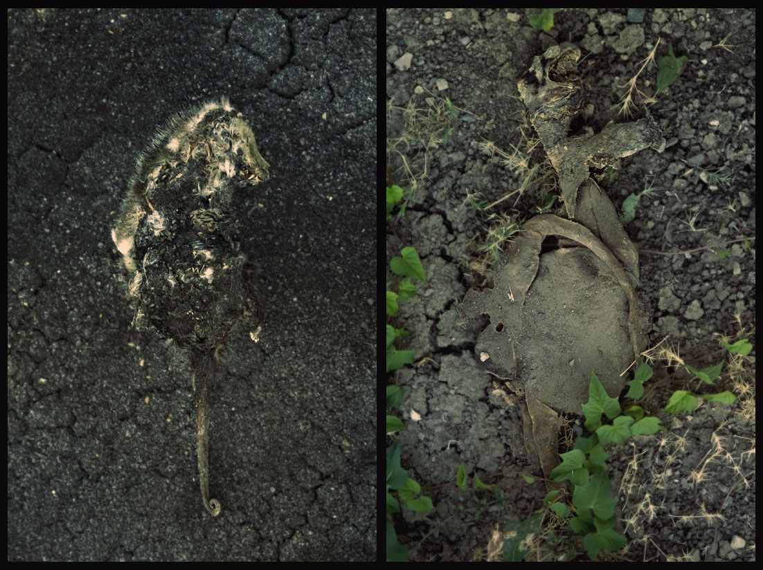 Look at Nature: Decaying