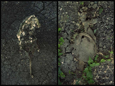 Look at Nature: Decaying