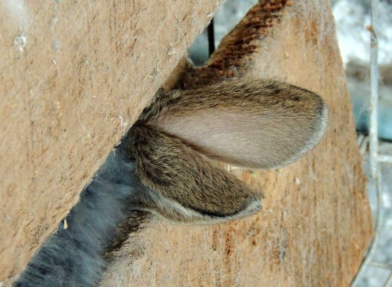 Faszination Geier: Karnickel als Kondorfutter