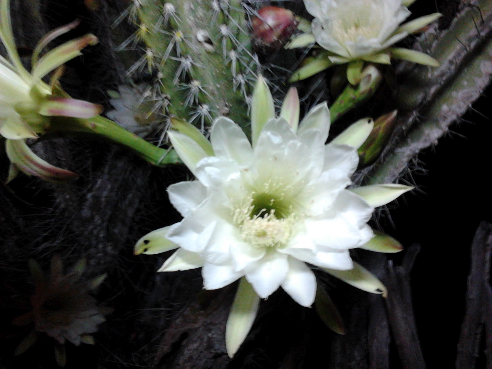 Flor do Mandacaru ~ NHD