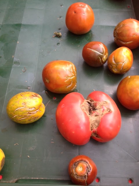 Goodbye Tomatoes: Jersey Heirloom Tomato Jam