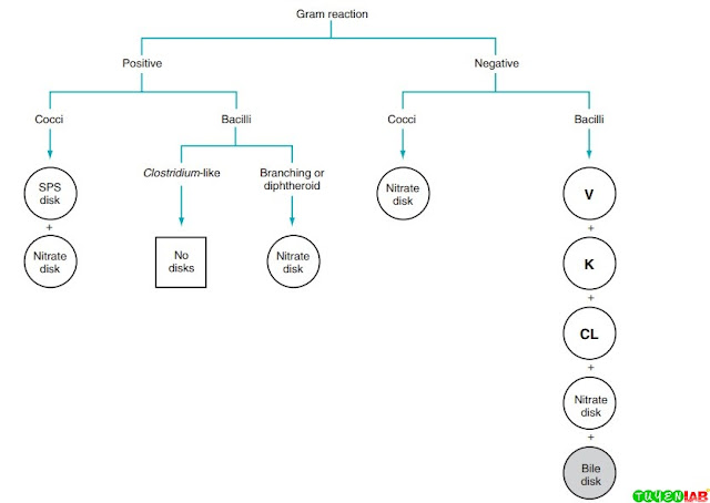 [Microbiology] Atlas of Anaerobes of Clinical Importance | Free Medical ...