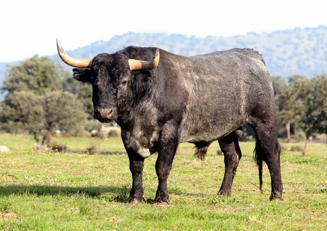 LOS TOROS Y EL PROGRAMA DEL CARNAVAL DEL TORO 2014 CIUDAD RODRIGO ...
