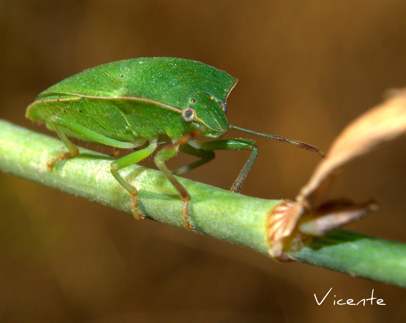 fotografia: chinches