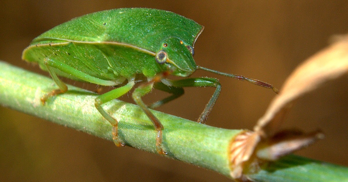 fotografia: chinches