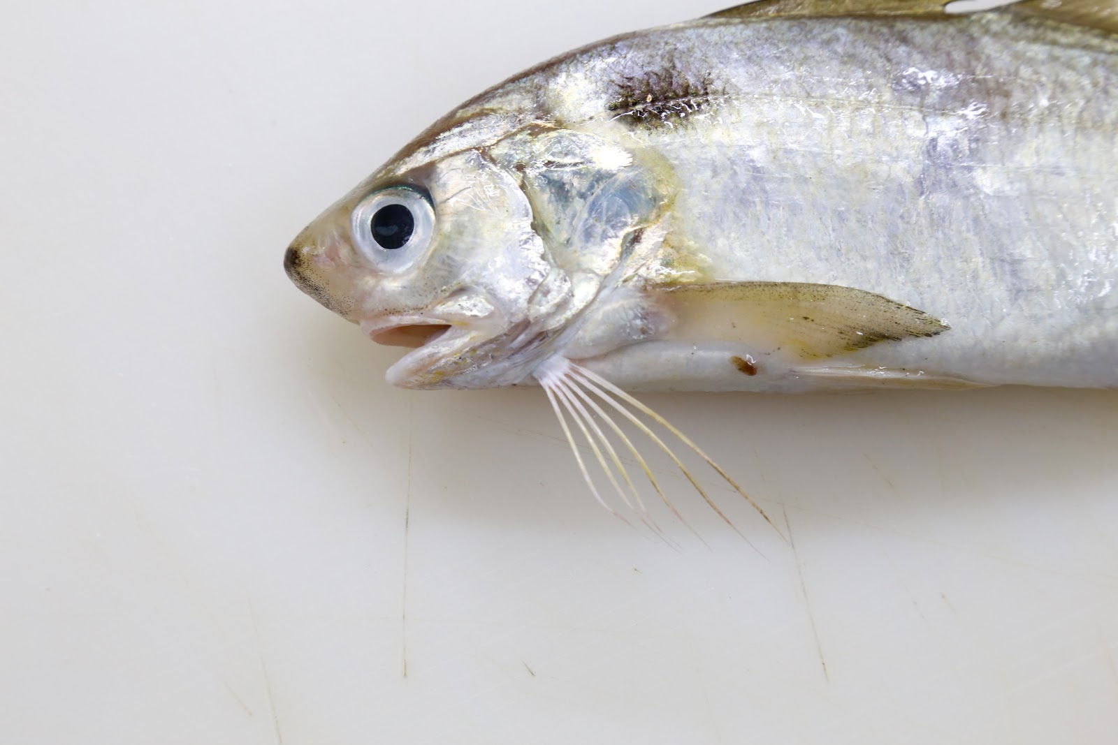 德先生魚筆記: 六指多指馬鮁