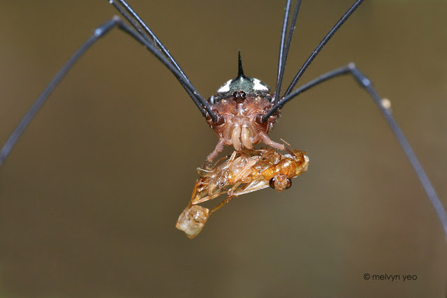 Melvyn's Photography: Harvestman, Opiliones