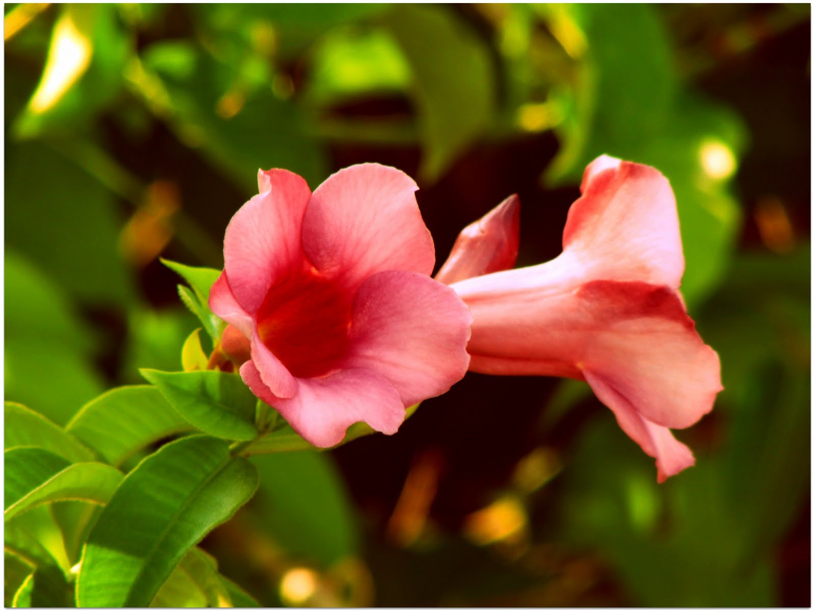 RIMA DANIA: Taman 1000 Bunga Melaka