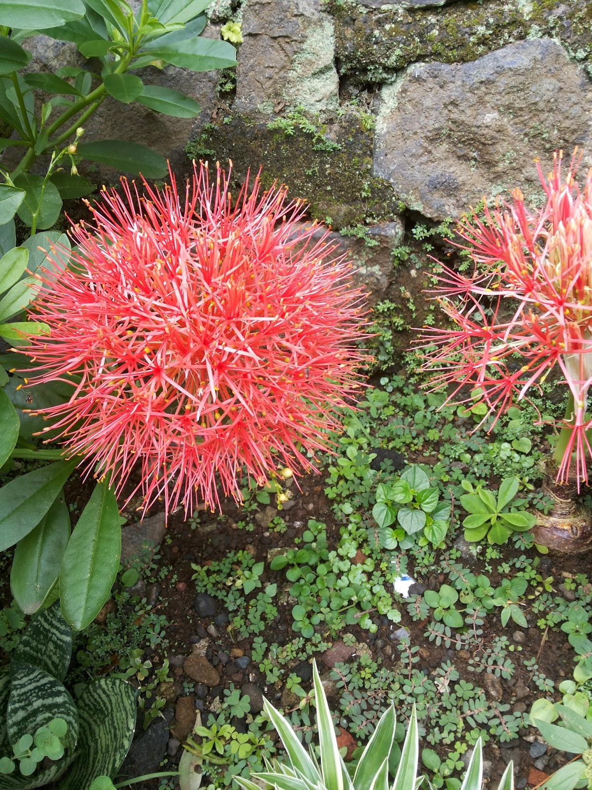 Begini 39+ Tanaman Bunga Desember Populer - Informasi Seputar Tanaman Hias