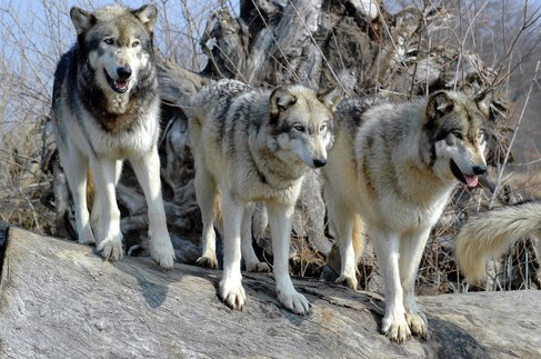ERIPE LUPUS: YELLOWSTONE NATIONAL PARK WOLVES