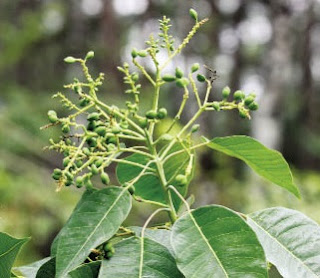 ALAM TUMBUHAN: KELUARGA GETAH / PATIKANIA (Euphorbiaceae family) A - B