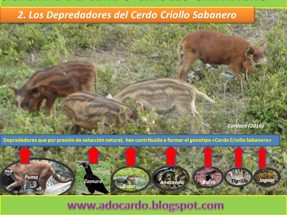 EL CERDO CRIOLLO SABANERO ~ La Ventana de Adolfo Cardozo