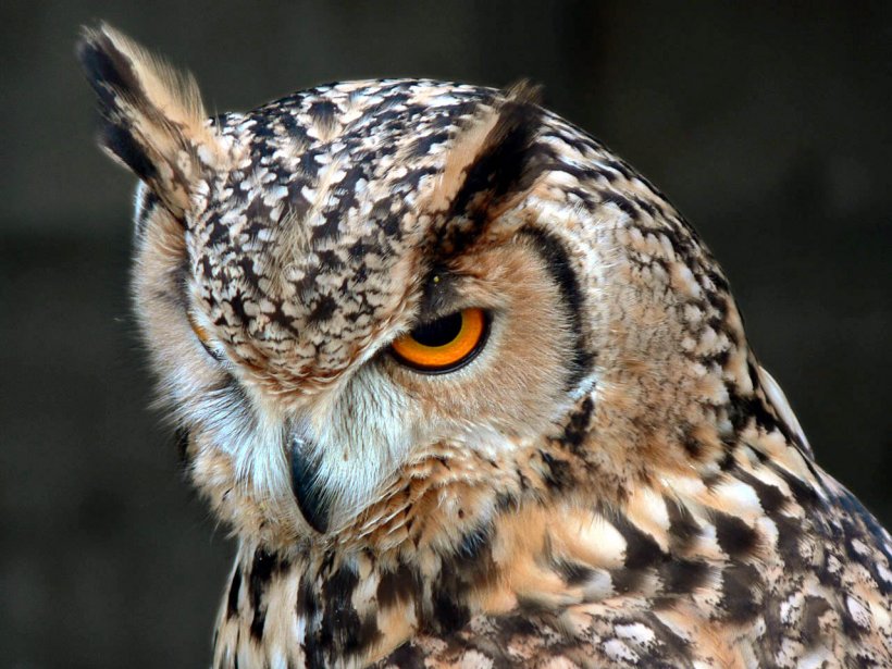 BUHOS: ESPECIES DE BUHOS