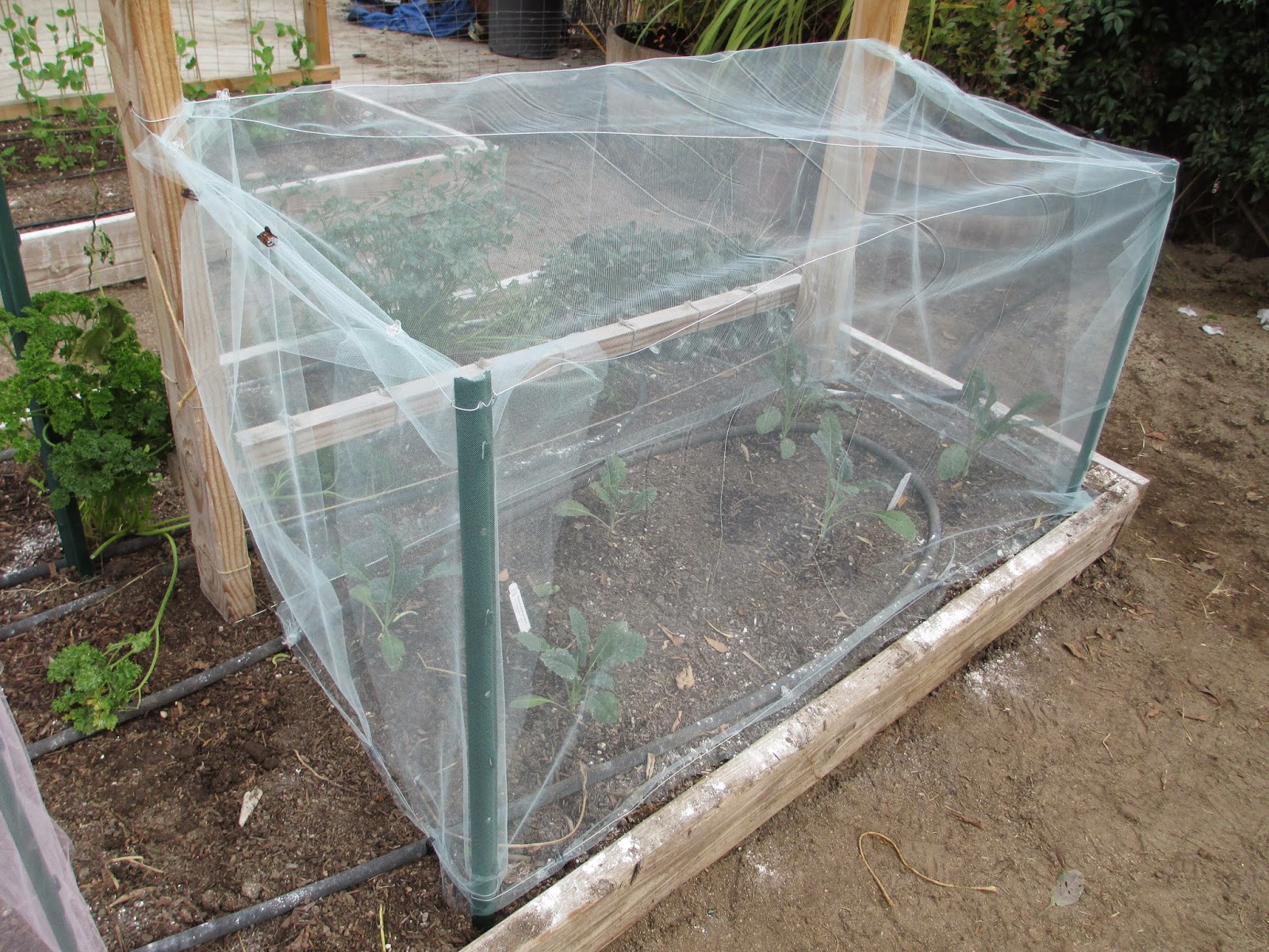 Andie's Way: Making Bigger Cabbage Row Covers