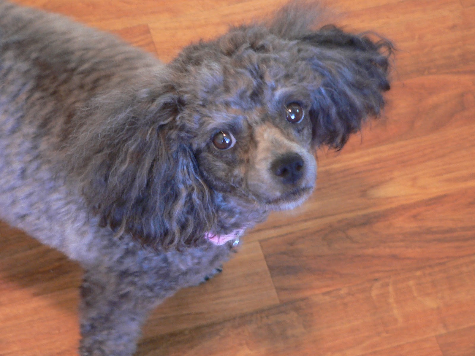 A Stitcher's Story: Poodle Paws