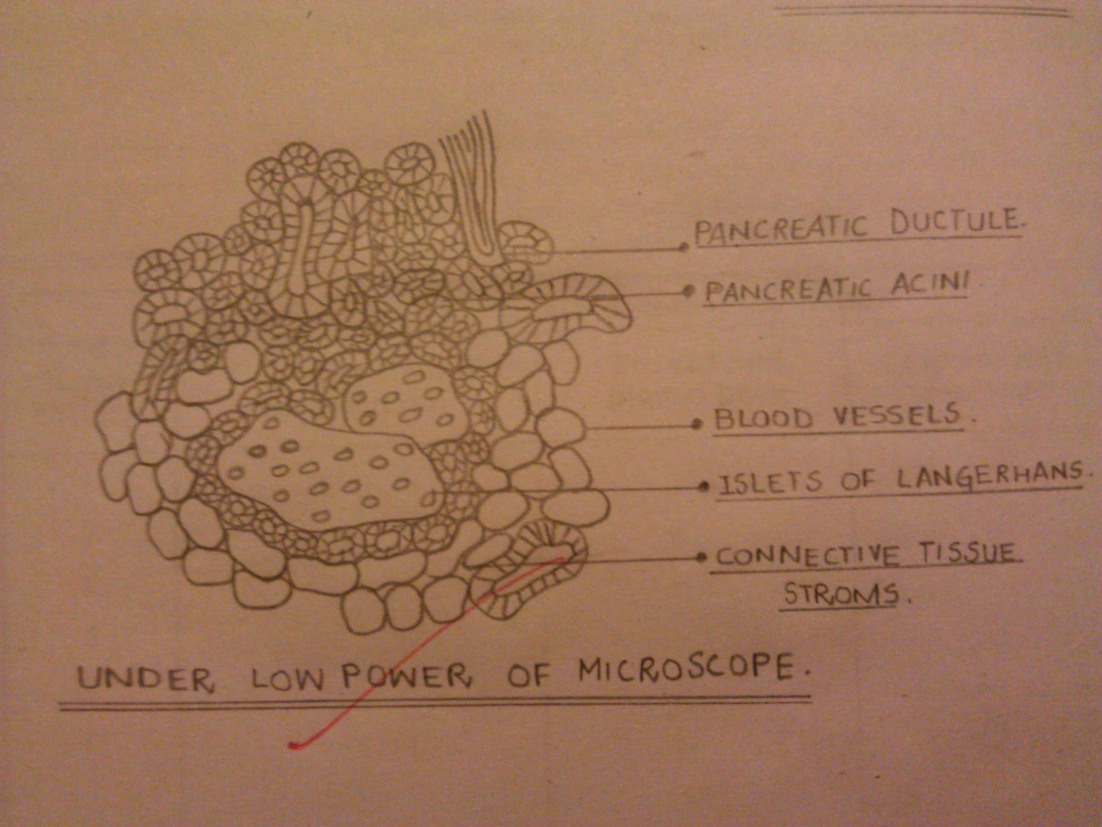 Pancreas Gland Microscope