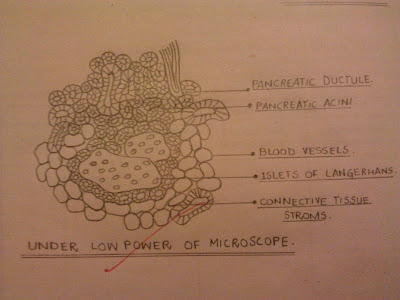 Isolated System: Transverse sections of pancrease and thyroid gland ...
