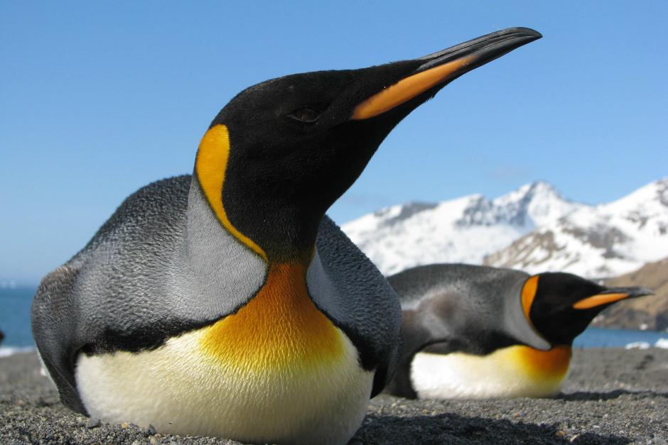 design context: InDesign Research - Penguins (OUGD406)