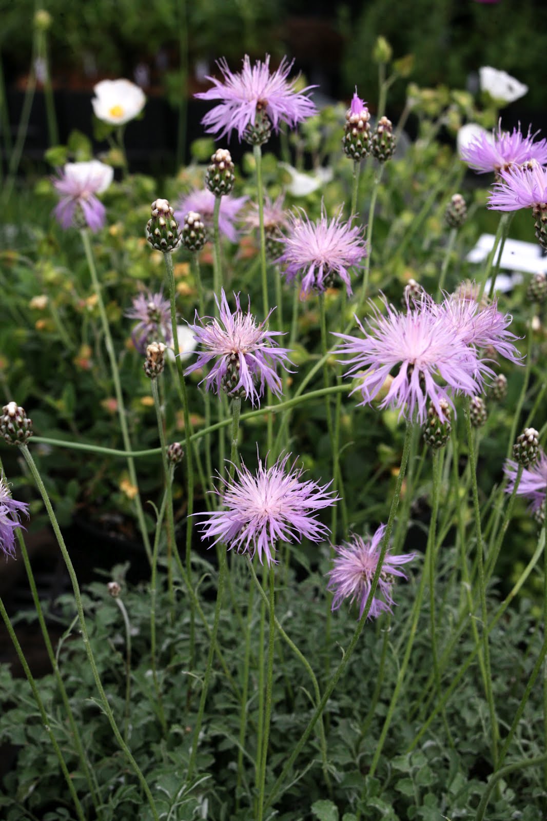 Tricyrtis et jardins (Toad lilies and Gardens): Vu à Courson (3 ...