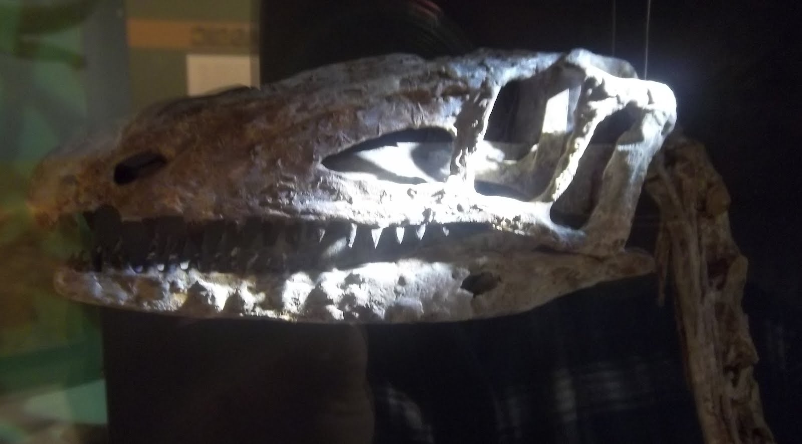 Biology of the Reptilia: Lab 4: Dinosauria - Dan Paluh and Sean Harrington