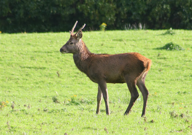 A life at the shoreline. .. by Jeff Copner : Red Deer