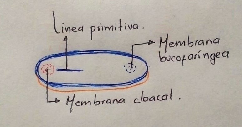 EMBRIOLOGIA : 03/04/17