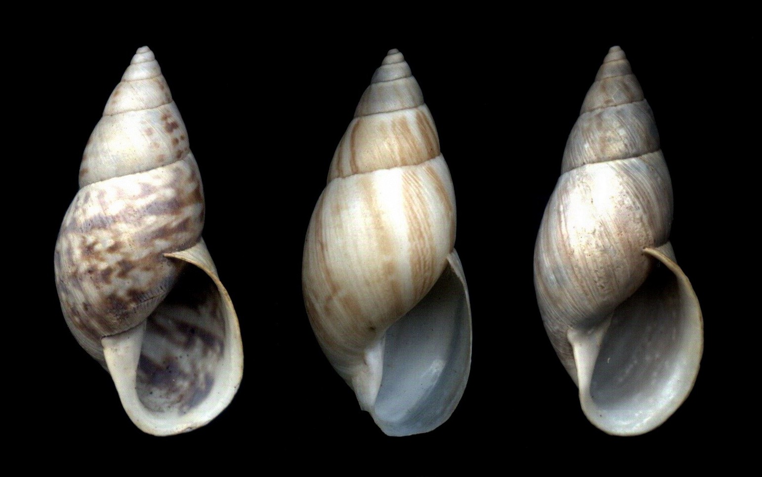 Moluscos terrestres de Argentina