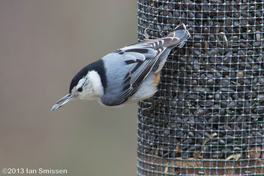 A passion for birds...: Early Spring in Ontario Canada: Pinery ...