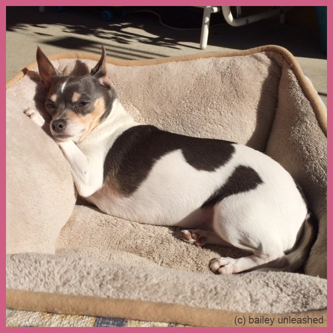 bailey unleashed .com: 3 beauties, sunbathing in the buff!