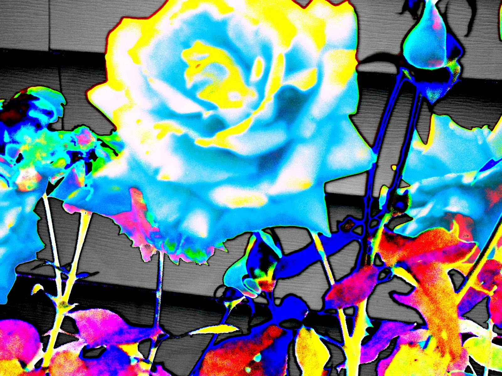 pictures of amazing things: weird colored rose and original version