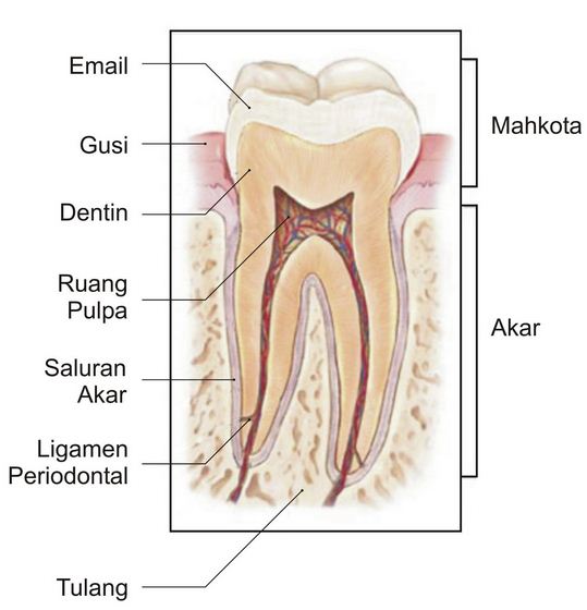 Gigi Berlubang Sebaiknya Dicabut atau Ditambal | Floem