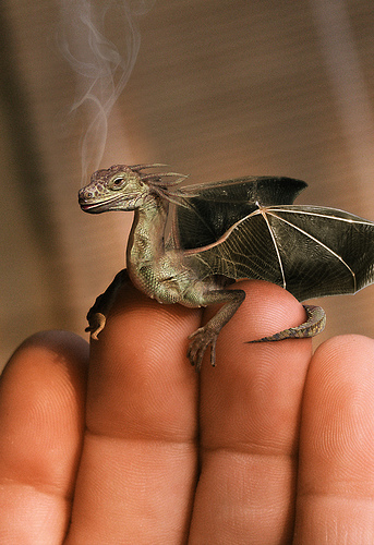 Outback Snack: Australian Dragons