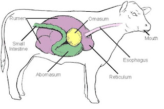 An Overview of Rumination in Cattle - Vet in Training