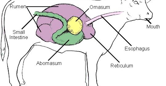 An Overview of Rumination in Cattle - Vet in Training