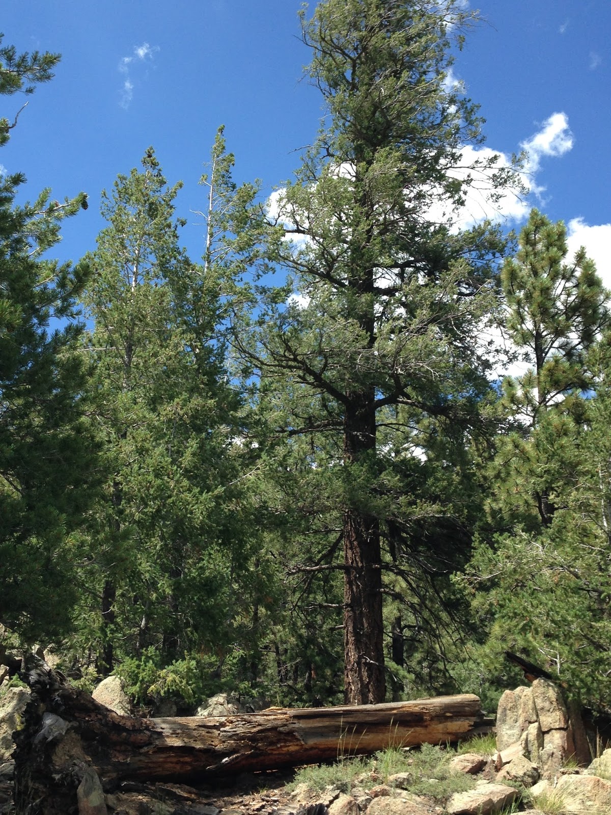 Southern New Mexico Explorer: Ojo Redondo, Zuni Mountains- Cibola ...