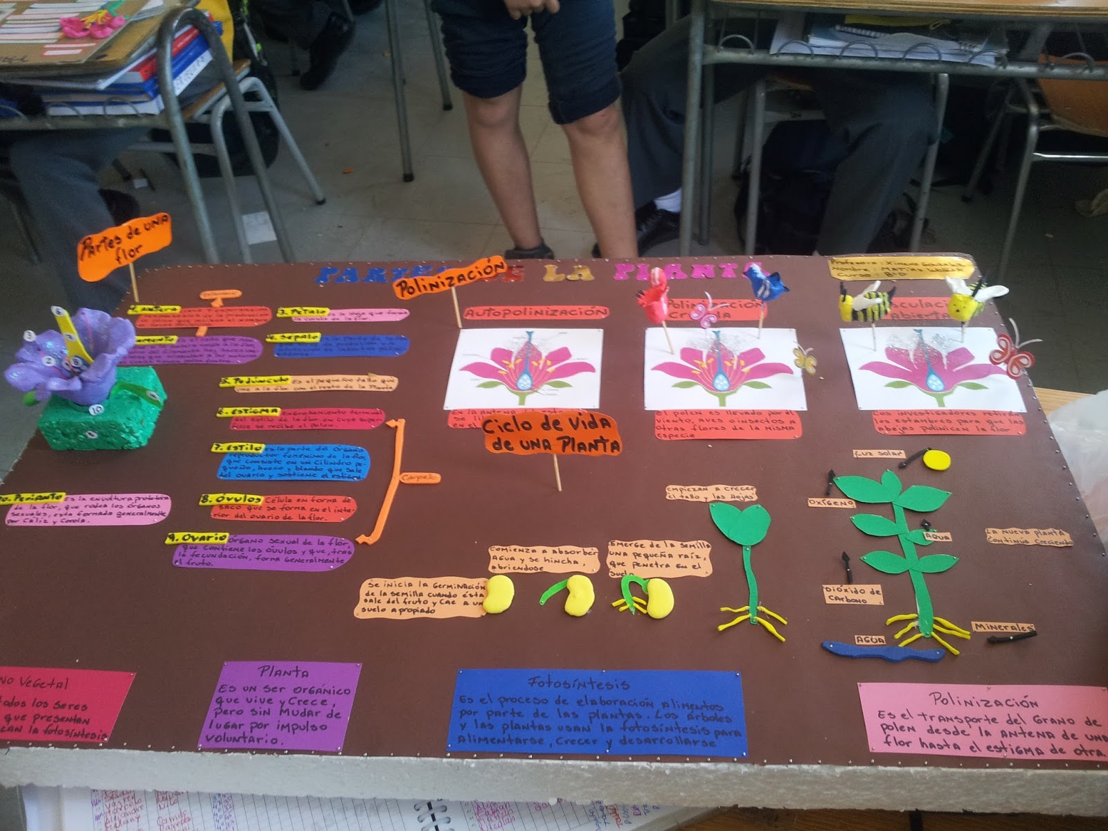 COMPARTAMOS NUESTRO C - N: Maqueta _partes de la Flor_8_2016