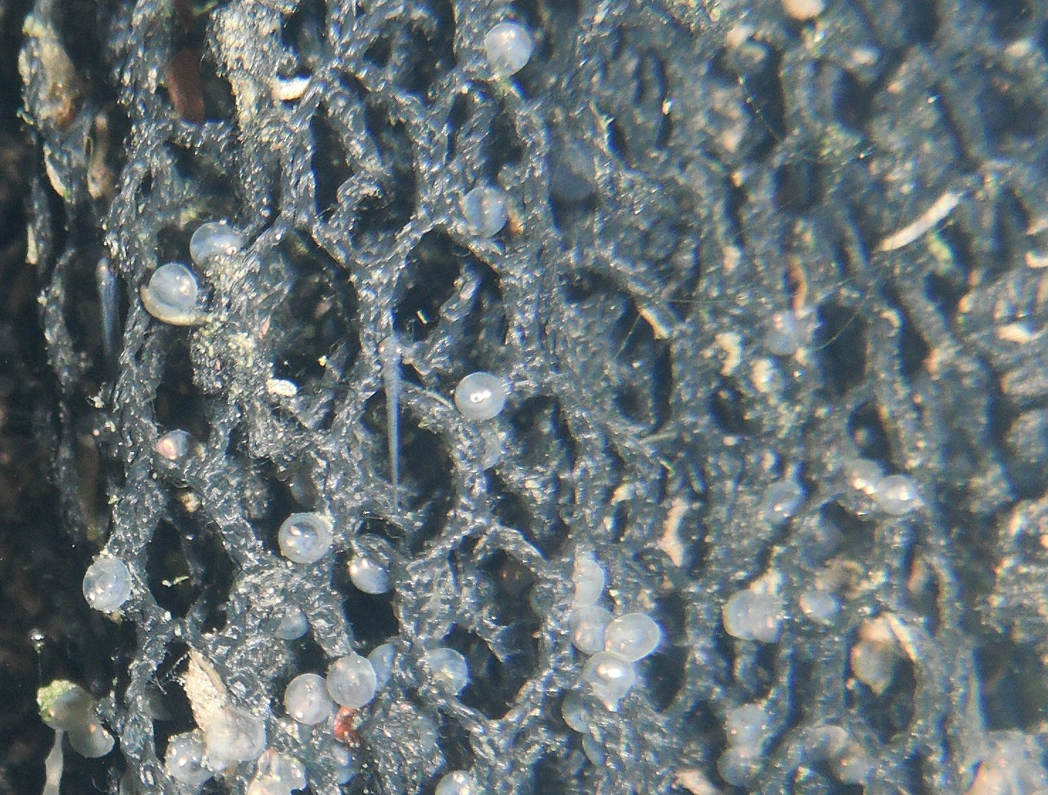 Avon Roach Project: Spawning and Hatching - May 2016