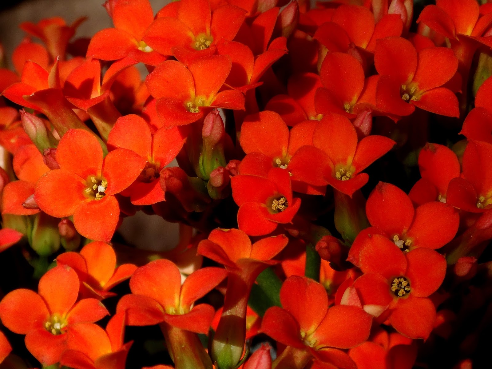 Uma flor por dia: Calanchoê