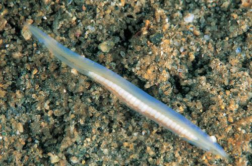 Chordata ~ Dunia Hewan