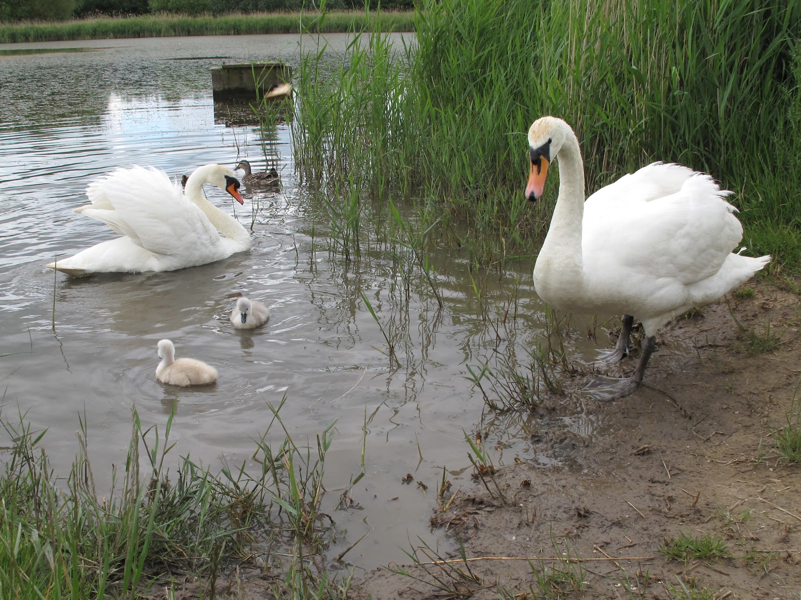The Rattling Crow: Mute swan colour polymorphism