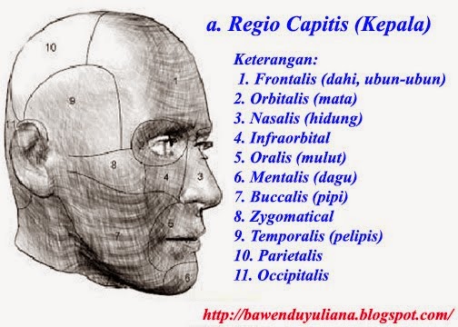 NurseLoveJesus: ANATOMI DAN REGIO TUBUH MANUSIA