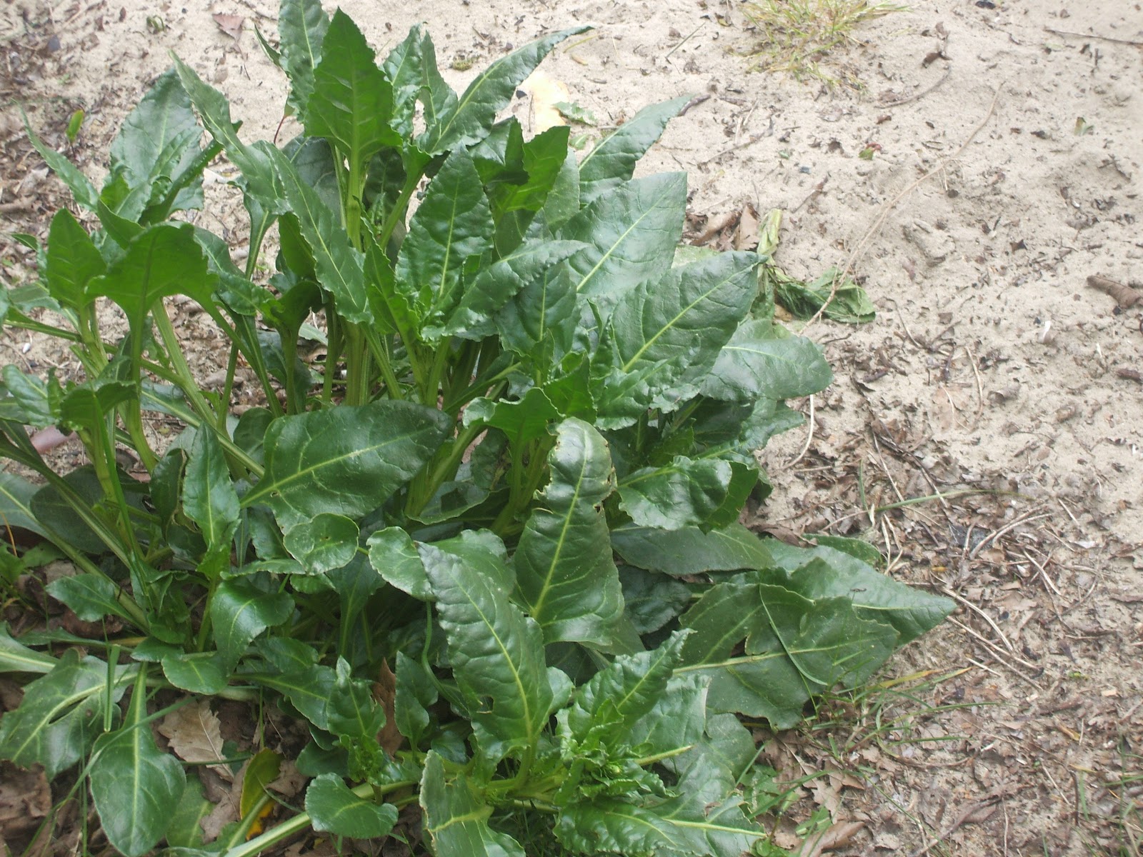 Food for free down at the sea shore