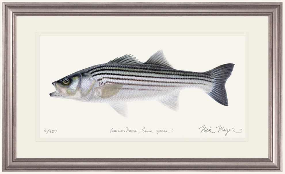 A Multitude Of Fins: Striped Bass: Illustrations & Wildlife Art