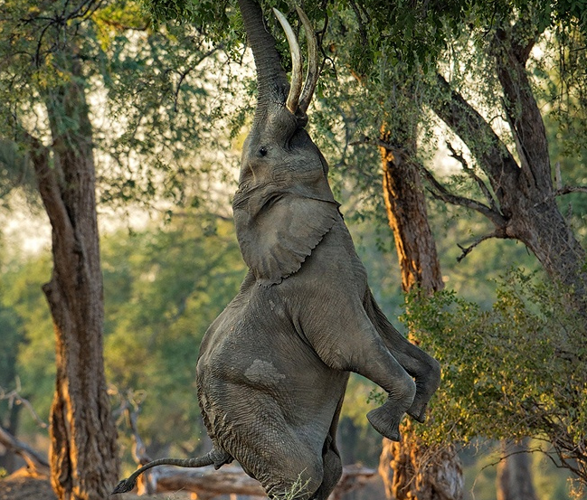 25 breathtaking photos of elephants ~ Amazing