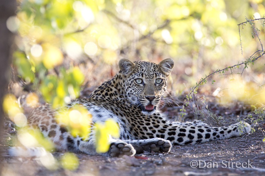 Kruger National Park, 2015: Ms. Leopard Makes An Appearance. And, She's ...