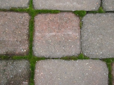 cluck! cluck! cluck!