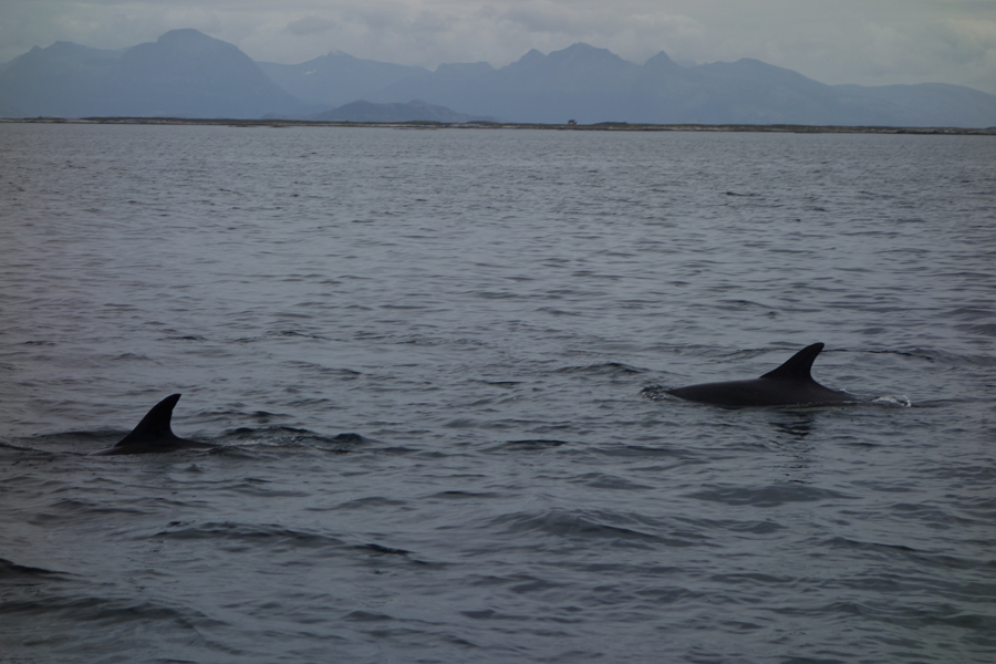 SPEKKHOGGER´N: Springere i Lovundviken