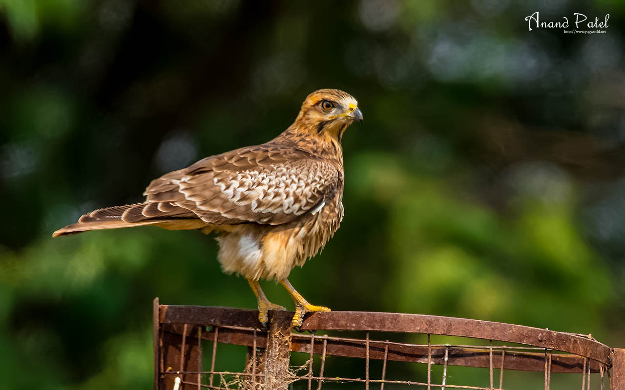 White-eyed Buzzard Juvenile | YuGWoRLD